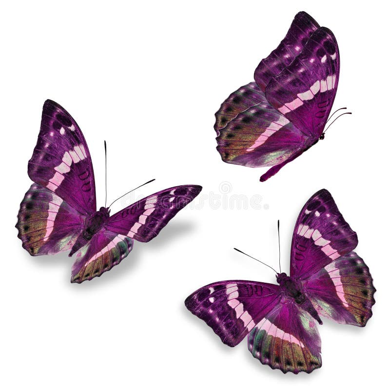 Tre farfalle rosa immagine stock. Immagine di insetto - 58334347