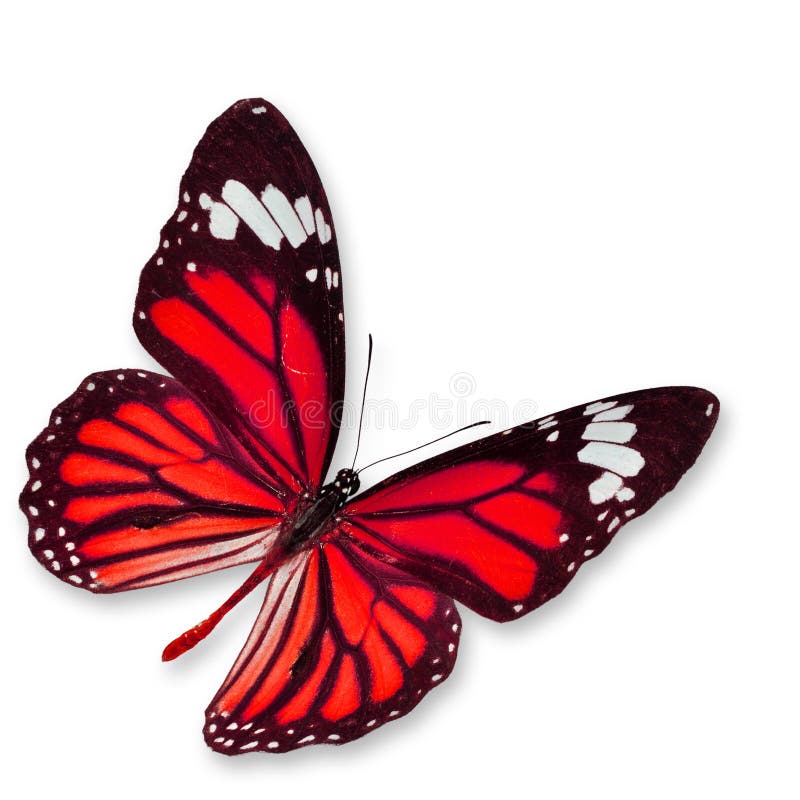Farfalla di Morpho Helena fotografia stock. Immagine di isolato - 955724