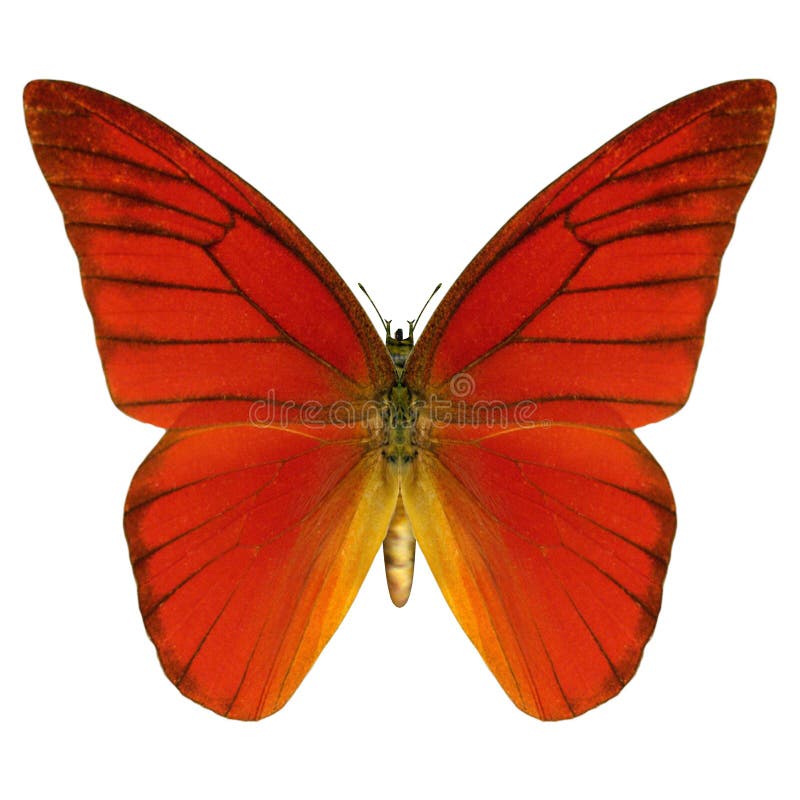 Farfalla Rossa in Volo (sangaris Di Cymothoe) Immagine Stock - Immagine ...