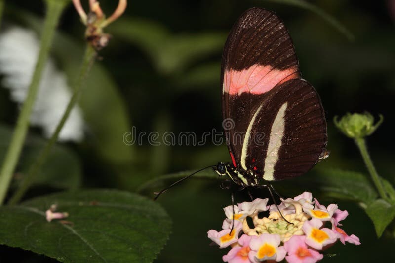 Farfalla Rossa Del Postino. Immagine Stock - Immagine di insetti ...