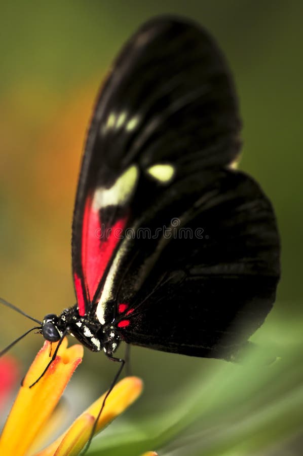Farfalla Rossa Di Dora Di Heliconius Immagine Stock - Immagine di ...