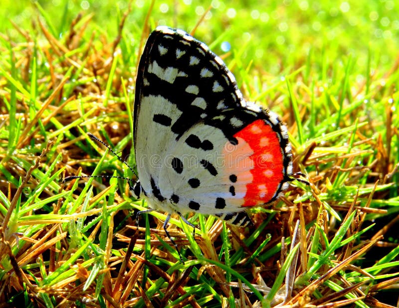 Farfalla rossa di Pierrot fotografia stock. Immagine di foresta - 41086312
