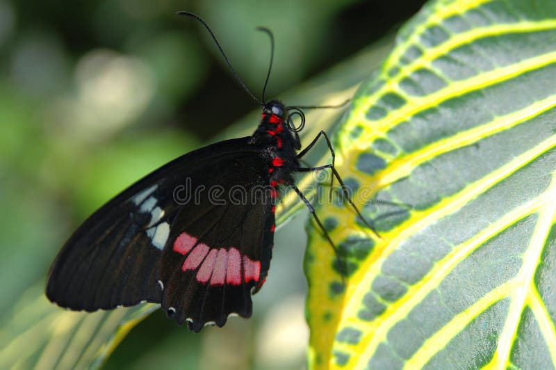 Farfalla Rossa E Bianca Nera Sul Foglio Fotografia Stock - Immagine di ...