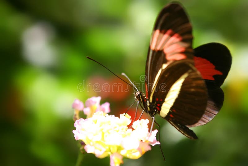 Farfalla rossa e nera immagine stock. Immagine di sfuocatura - 10270269