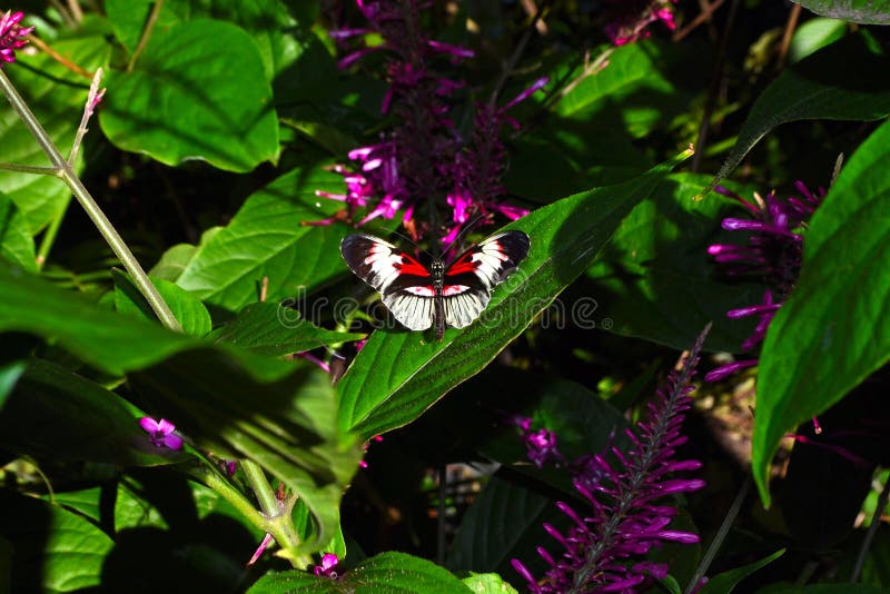 Farfalla rossa e nera immagine stock. Immagine di farfalla - 57508179