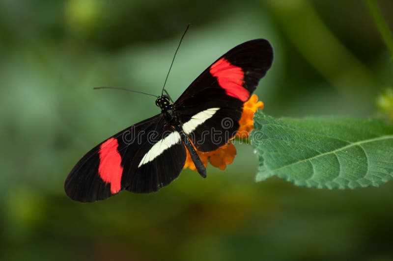 Farfalla Rossa E Nera Sulla Lantana Arancio in Un Tropico Fotografia ...