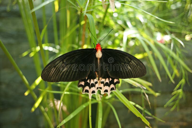 Farfalla Rossa E Nera Tropicale Insolita Fotografia Stock - Immagine di ...