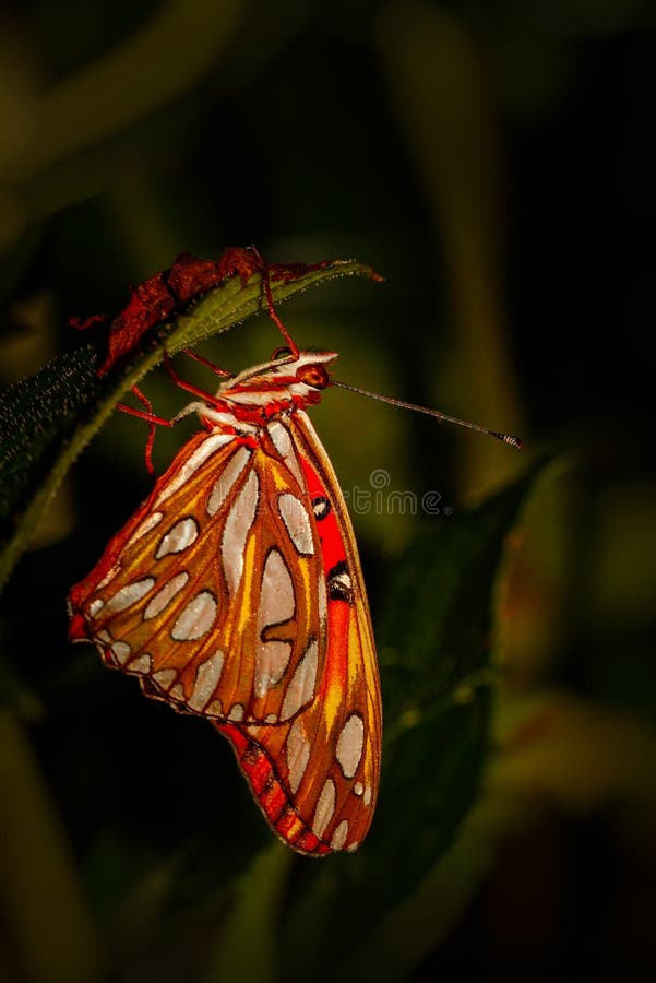 Farfalla Rossa Ed Arancio, Fine Sul Macro Colpo Fotografia Stock ...