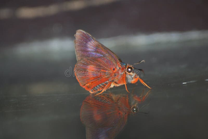 Farfalla Rossa Sul Vetro Di Finestra Immagine Stock - Immagine di ...