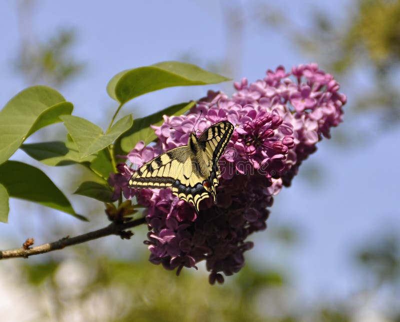 Farfalla Su Un Fiore Lilla Di Un Primo Piano Lilla Immagine Stock ...