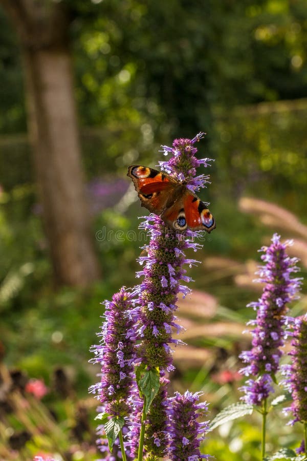 Farfalla sui fiori viola fotografia stock. Immagine di sconforto ...