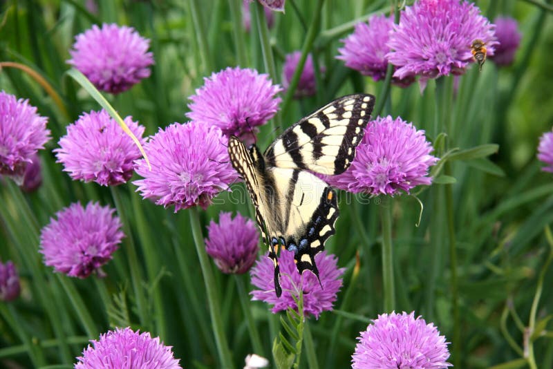 Farfalla su fiori viola fotografia stock. Immagine di animale - 14153282