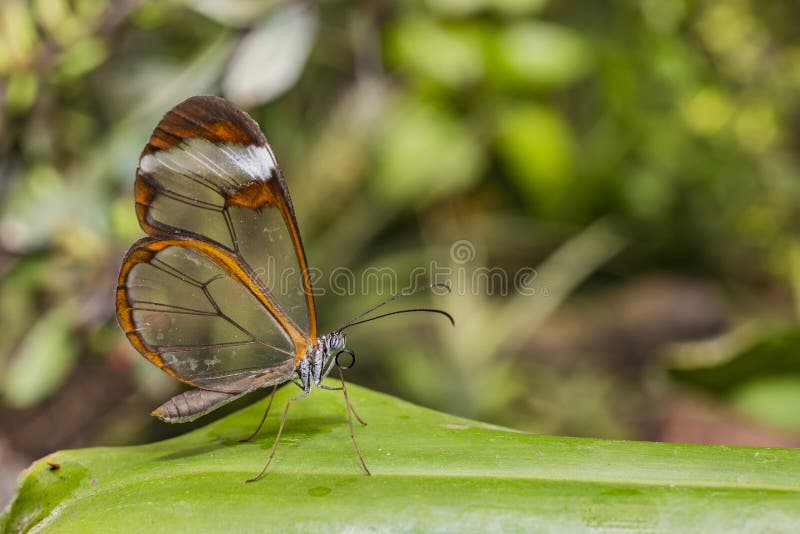 Farfalla Trasparente Dell'ala - Oto Di Greta Immagine Stock - Immagine ...