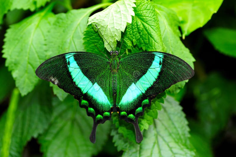 Grande (farfalla Mormonica Di Agenor Del Memnon Di Papilio) Fotografia ...