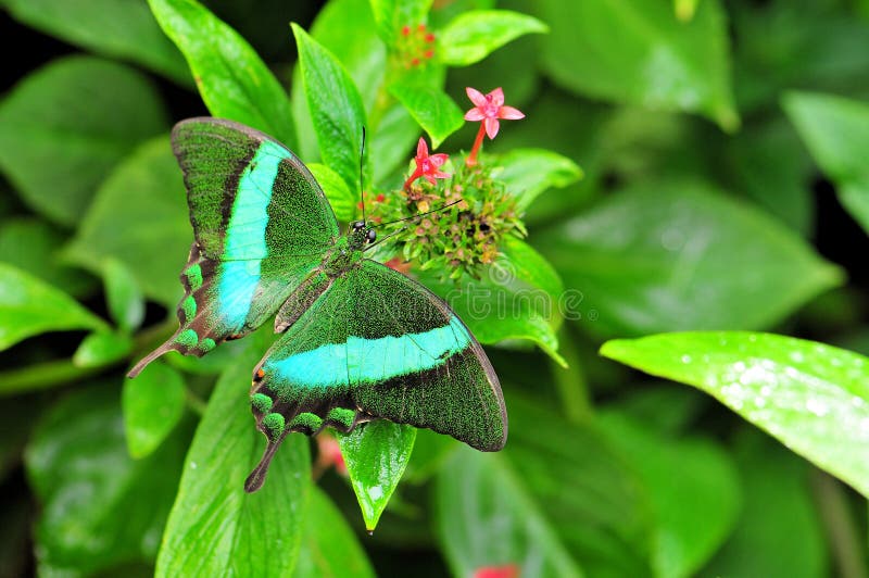 Farfalla Verde Smeraldo Di Swallowtail (lato Superiore) Immagine Stock ...