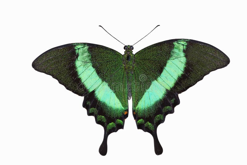 Farfalla Smaragdina Codarotta Fotografia Stock - Immagine di verde ...