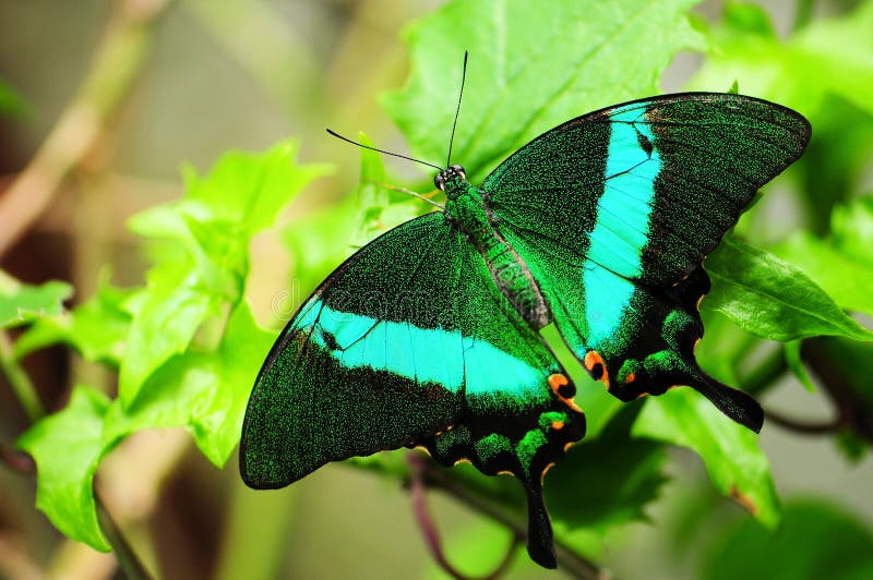Farfalla Verde Smeraldo Di Swallowtail (lato Superiore) Immagine Stock ...