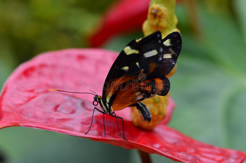 Farfalla Vibrante Su In Bianco E Nero Fotografia Stock - Immagine di ...