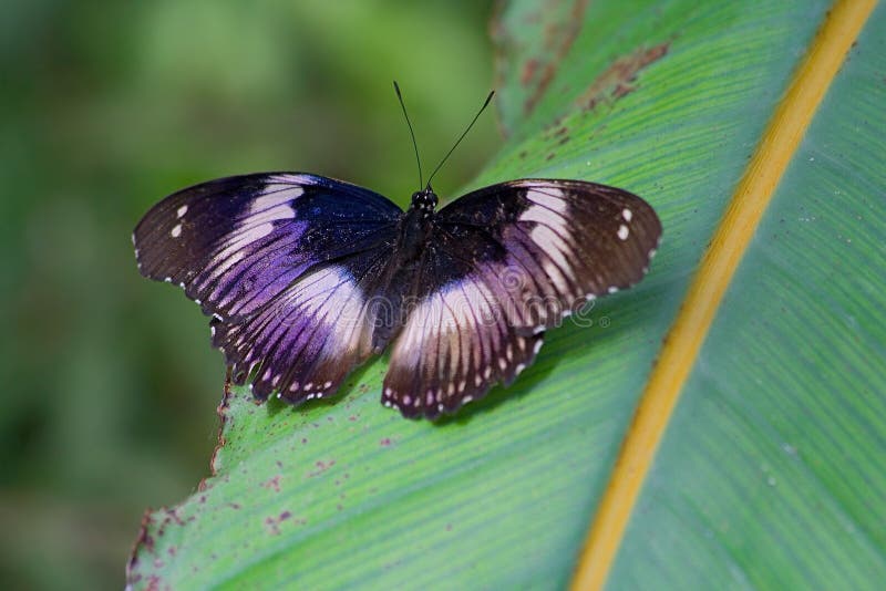 Una Bella Farfalla Che Riposa Su Un Fiore Immagine Stock - Immagine di ...