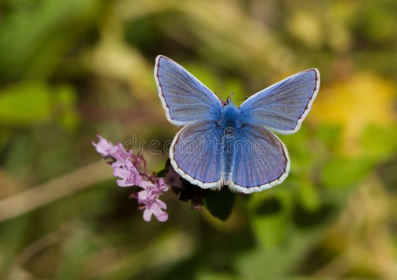 Una Farfalla Blu Comune Maschio Con Le Ali Si Apre Immagine Stock ...