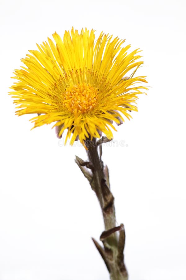 Fleur De Farfara De Tussilago Image stock - Image du normal, pré: 144487209