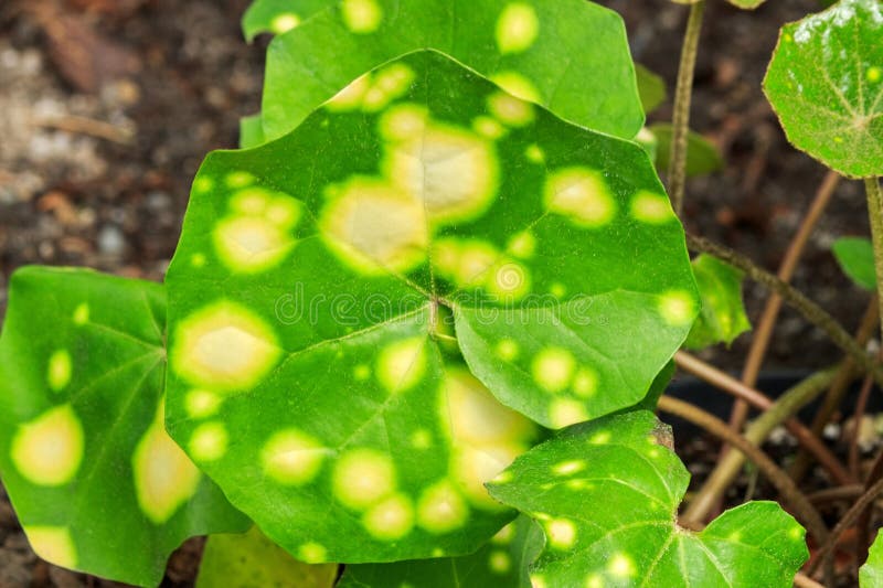 Farfugium japonicum stock photo. Image of green, nature - 277342664