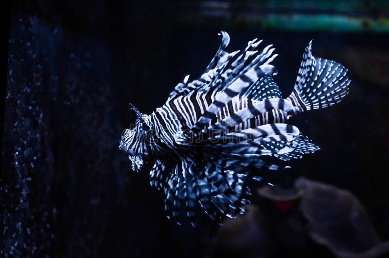 farlig svartvit fisk arkivfoto