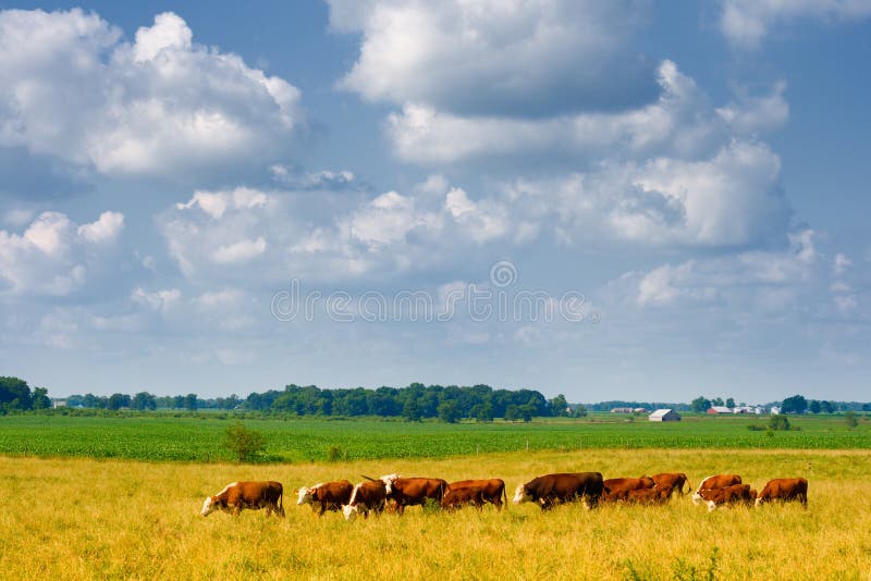 Farm stock image. Image of summer, herd, landscape, outdoors - 11516125