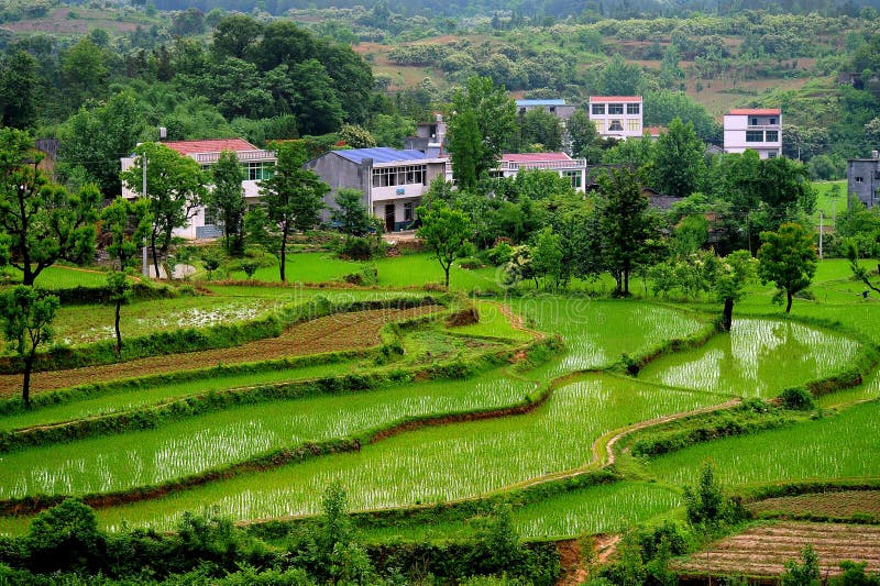 Farm stock image. Image of farms, slopes, trees, terraces - 15168663