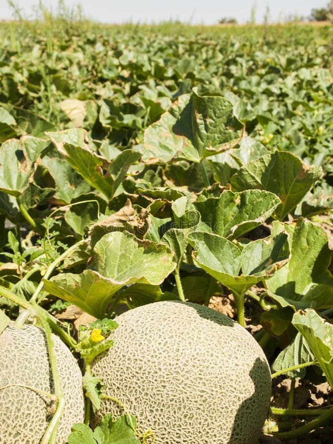 Growing Rockmelon Photos - Free & Royalty-Free Stock Photos from Dreamstime