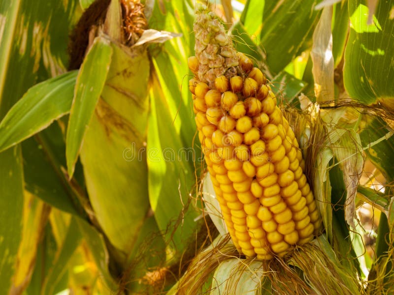 Farm stock image. Image of colors, field, poaceae, mielie - 26337539