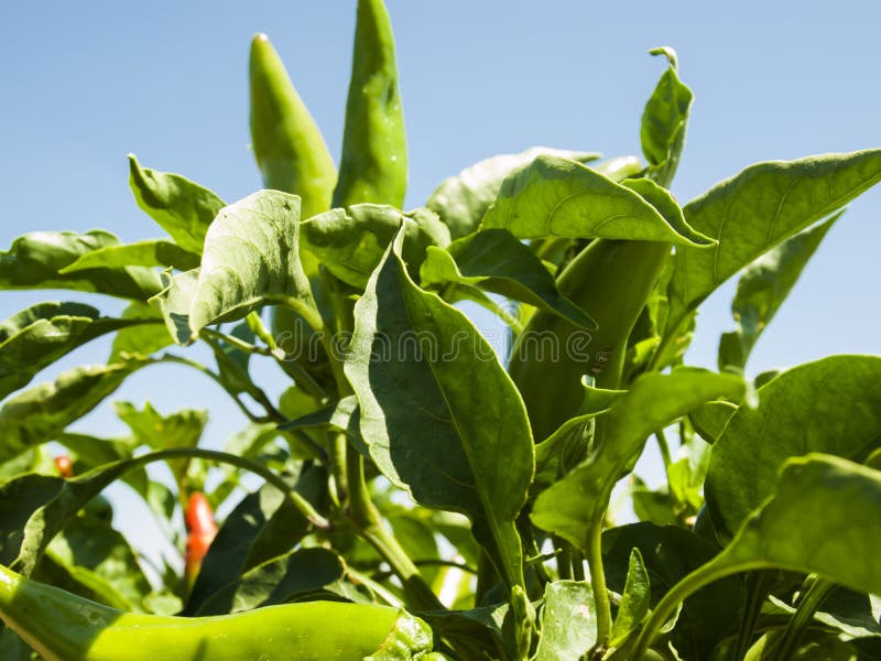 Farm stock image. Image of nature, rocky, chilli, plant - 26337609