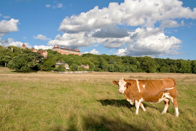 Chicken Fighting Farm stock image. Image of chicken, asis - 9498423
