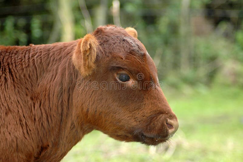 Mooing cow stock photo. Image of agriculture, mammal - 16990612