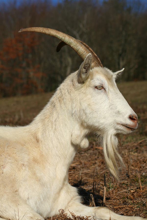 Farm animal stock image. Image of barnyard, fauna, antler - 2143927