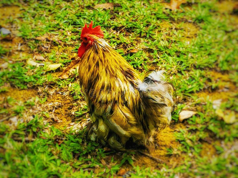 Farm Animal Beautiful Chicken Stock Image - Image of prairie, beautiful ...