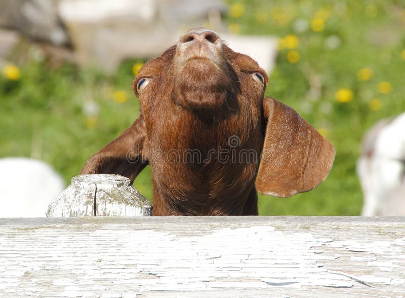 149 Farm Animal Expression Part Stock Photos - Free & Royalty-Free ...