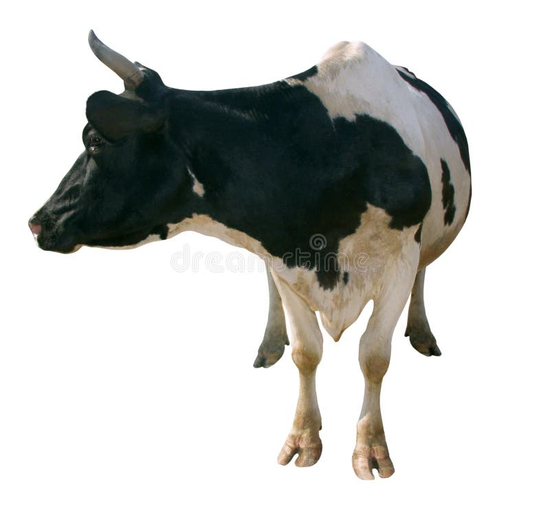 Farm Animal - Side View of Holstein Cow, 5 Years Old, Standing. Stock ...