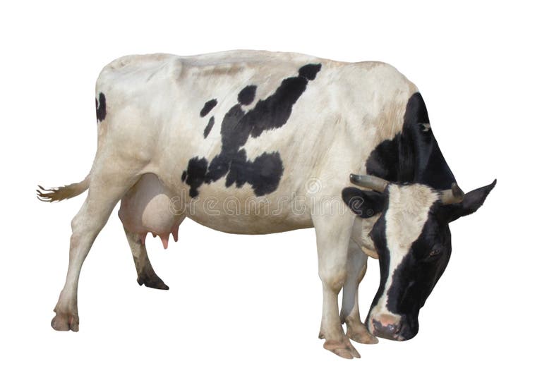 Farm Animal - Side View of Holstein Cow, 5 Years Old, Standing. Stock ...