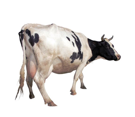 Farm Animal - Side View of Holstein Cow, 5 Years Old, Standing. Stock ...