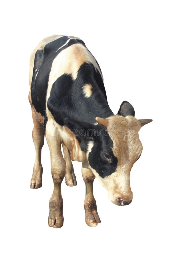 Farm Animal - Side View of Holstein Cow, 5 Years Old, Standing. Stock ...