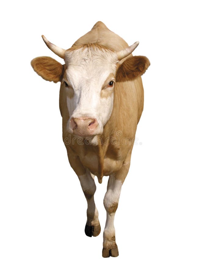 Farm Animal - Side View of Cow, 5 Years Old, Standing Stock Photo ...