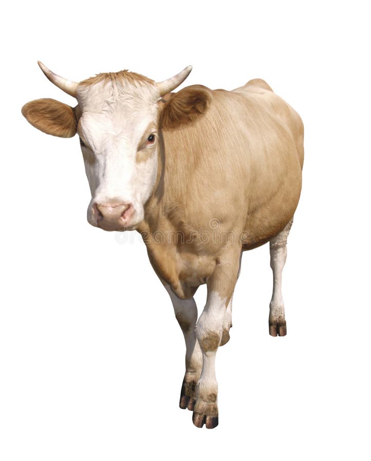 Farm Animal - Side View of Cow, 5 Years Old, Standing Stock Photo ...