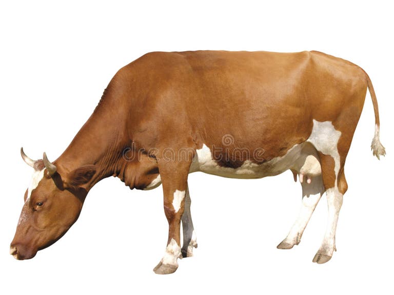 Farm Animal - Side View of Cow, 5 Years Old, Standing Stock Image ...