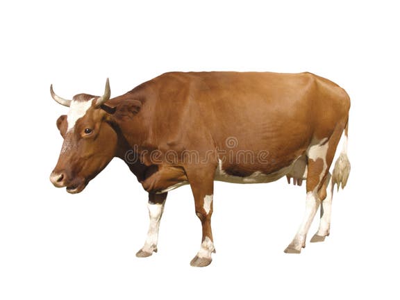 Farm Animal - Side View of Cow, 5 Years Old, Standing Stock Image ...
