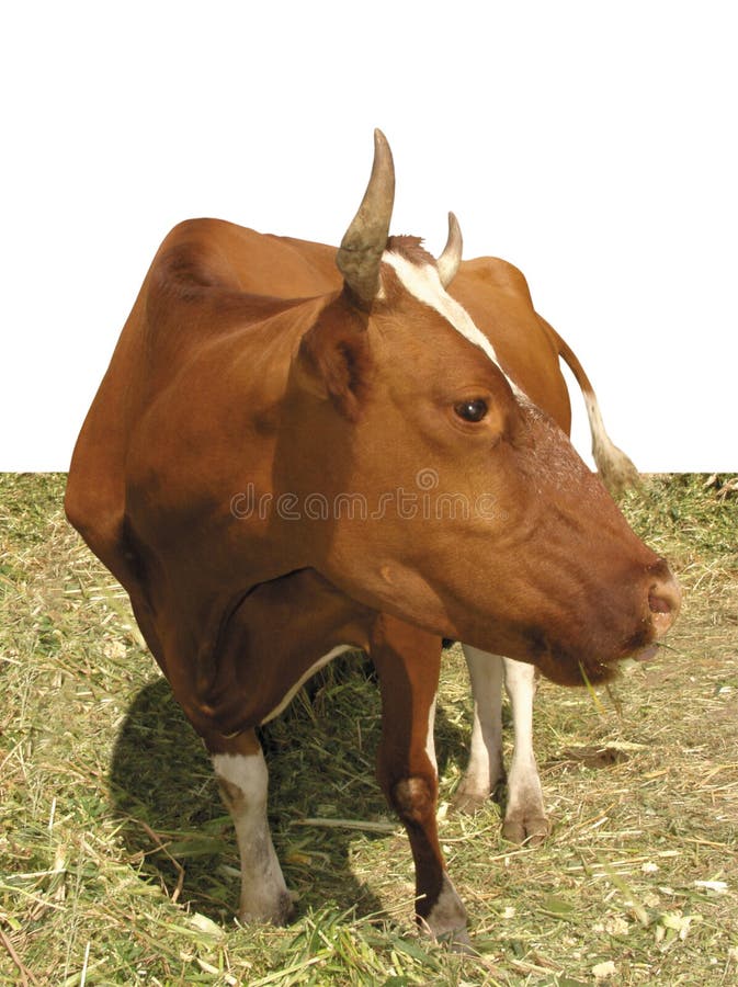 Farm Animal - Side View of Cow, 5 Years Old, Standing Stock Image ...