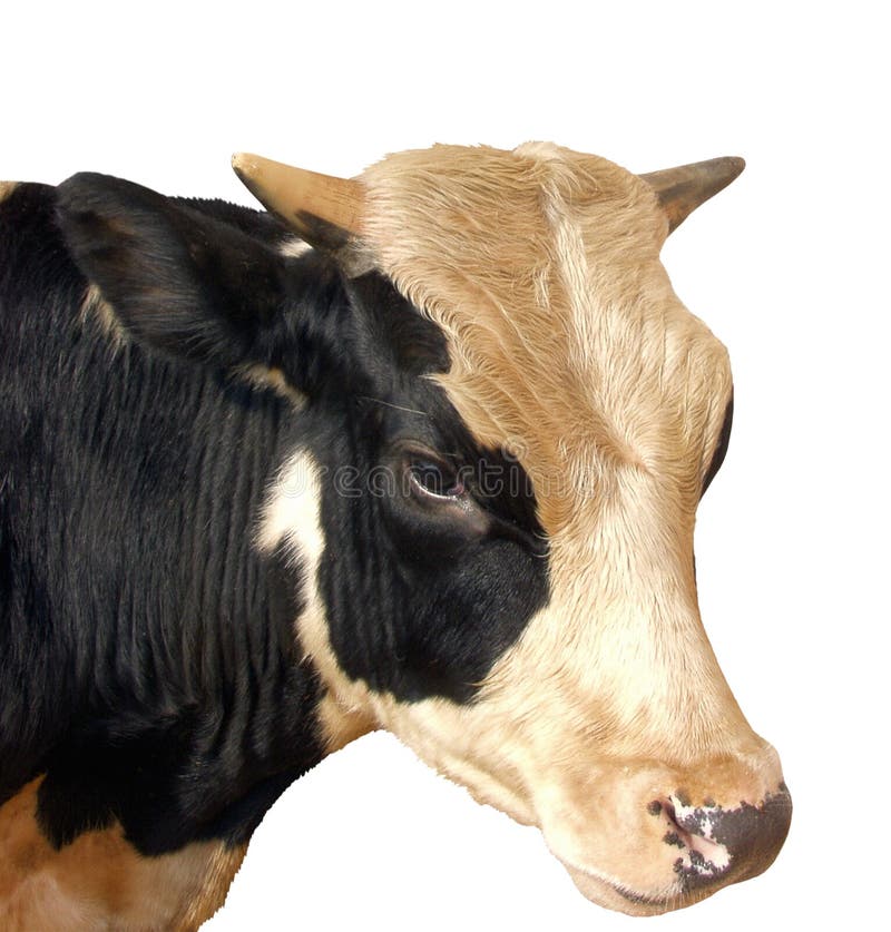 Farm Animal - Side View of Holstein Cow, 5 Years Old, Standing. Stock ...