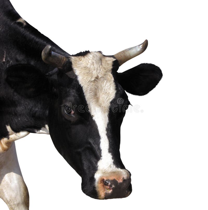 Farm Animal - Side View of Holstein Cow, 5 Years Old, Standing. Stock ...