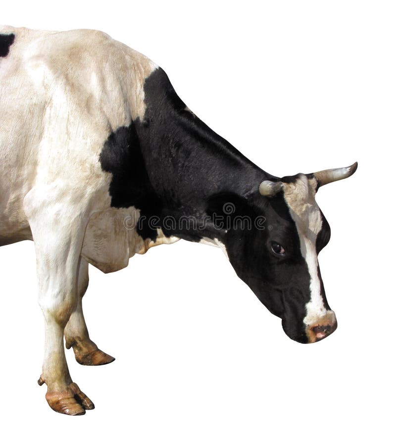 Farm Animal - Side View of Holstein Cow, 5 Years Old, Standing. Stock ...