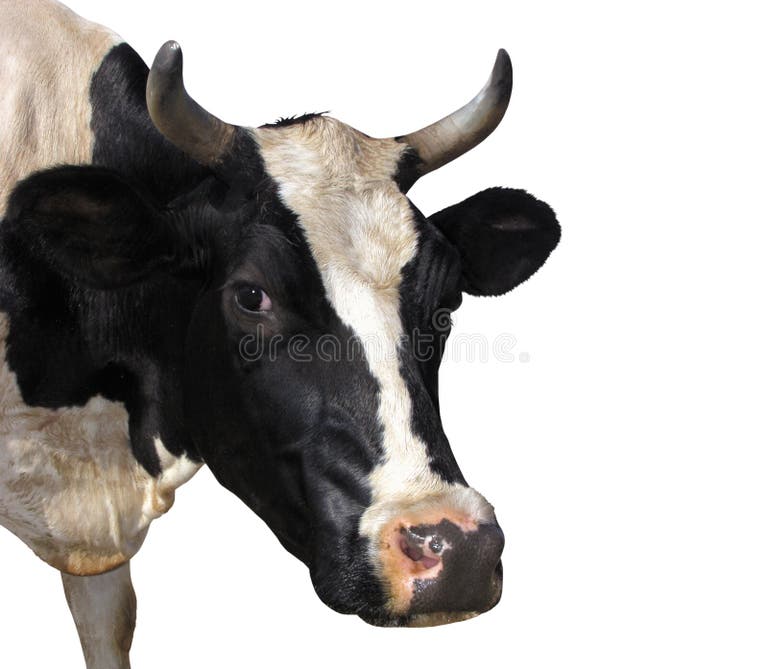 Farm Animal - Side View of Holstein Cow, 5 Years Old, Standing. Stock ...